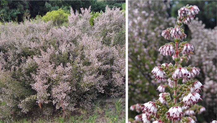 Erica ericoides | PlantZAfrica
